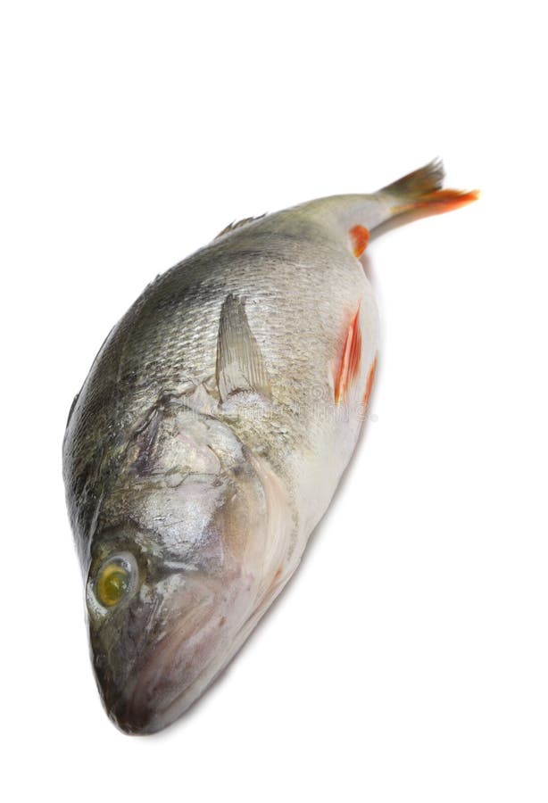 Fish stock image. Image of dead, cooking, cold, food, catch - 2417261