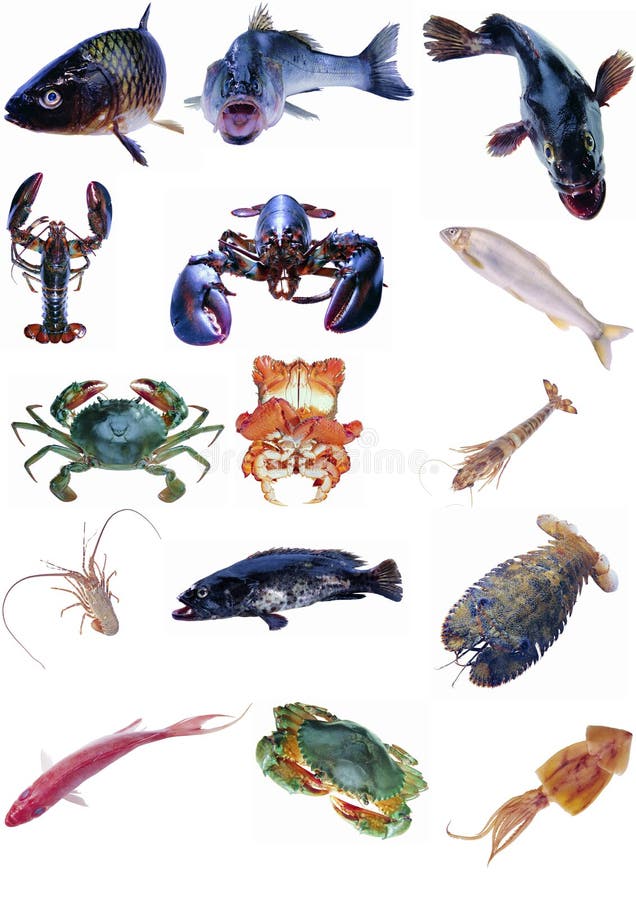 Fish stock image. Image of elegance, catch, cold, food - 2453993