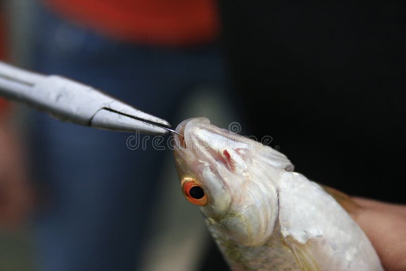 Fish stock image. Image of fish, mouth, detail, hook - 26209873