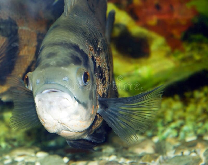 Tambaqui Colossoma Macropomum, Also Known As the Black Pacu, Black ...