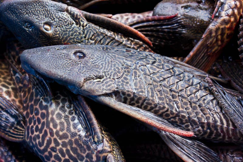 Fish stock photo. Image of brown, marine, fish, loricariidae - 26521114