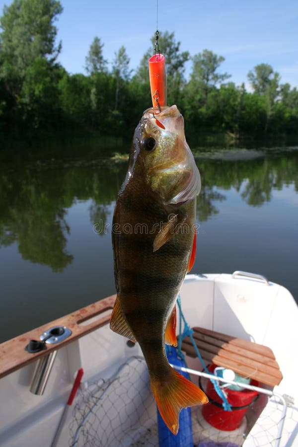 Woman Fishing for Walleye stock image. Image of release - 28320503