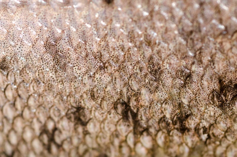 Fish stock photo. Image of animal, macro, detail, exotic - 28602658