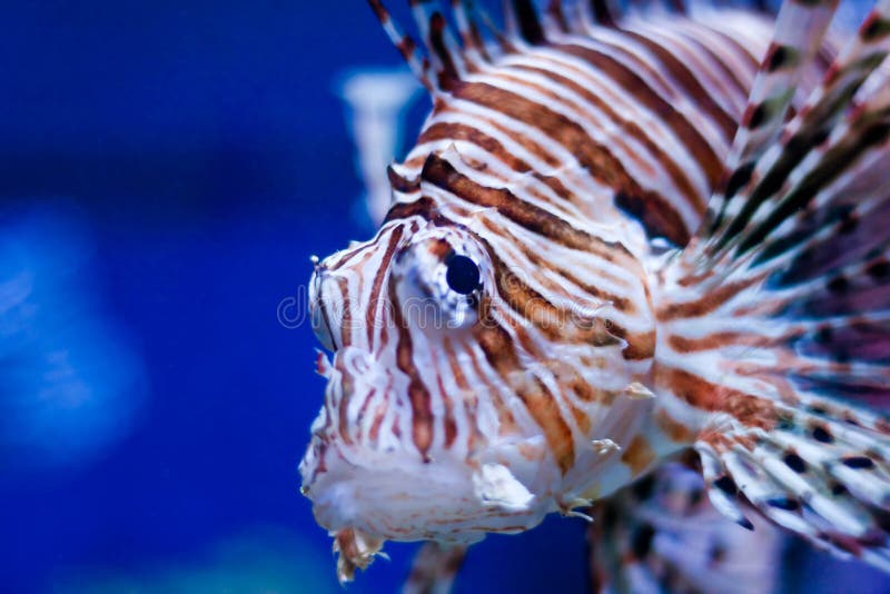 Fish 3 stock image. Image of swim, lionfish, scary, fishes - 13504469