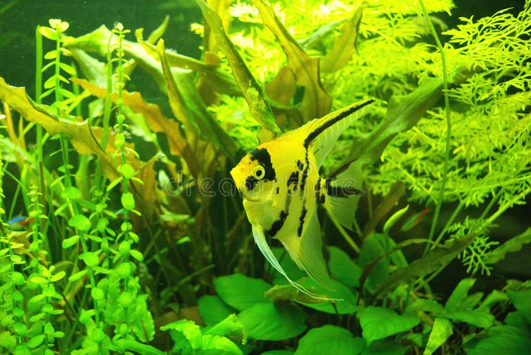 Fish stock image. Image of beautiful, fishbowl, aquarium - 3113213