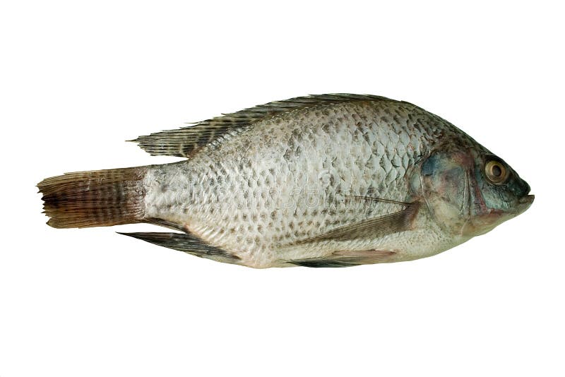 Whole Tilapia Fish stock photo. Image of food, tail, path - 11454822