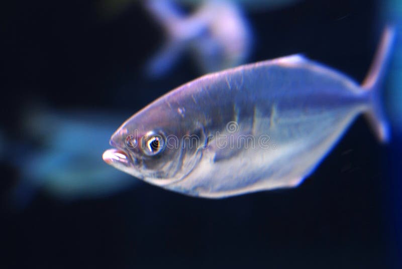 23,895 Shiny Fish Stock Photos - Free & Royalty-Free Stock Photos from ...