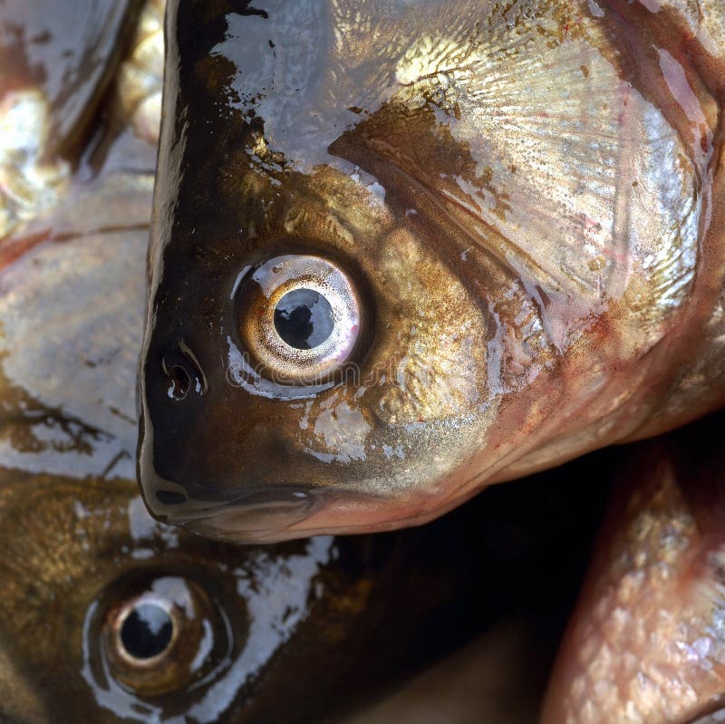 Fish stock image. Image of water, fishing, dead, bass, sport - 358327