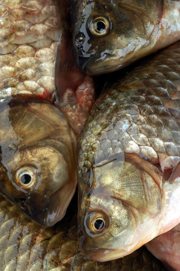 Fish stock photo. Image of head, fish, bass, fishing, organism - 358330