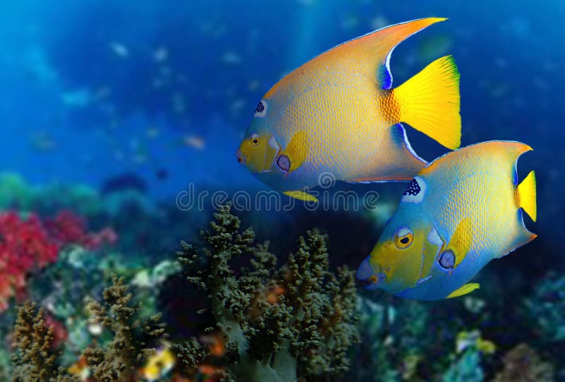 Blue Turquoise Discus Fish stock photo. Image of blue - 10990006