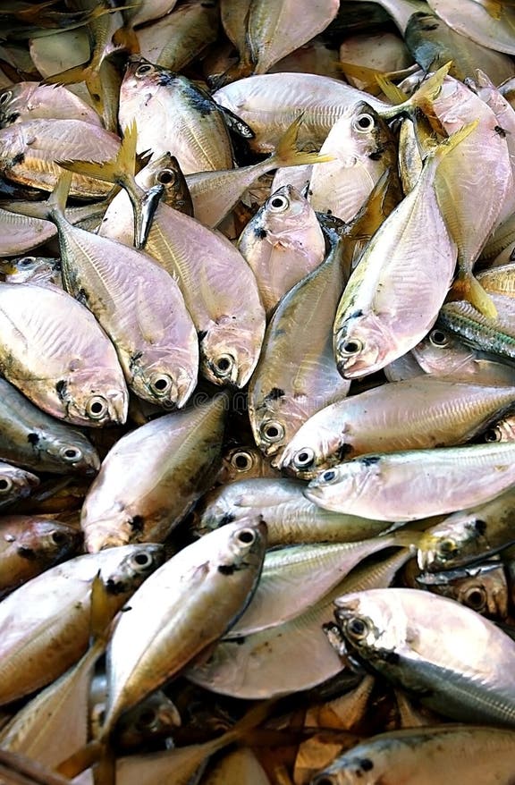 Fish stock photo. Image of fishes, lavish, dead, anchovy - 38102778