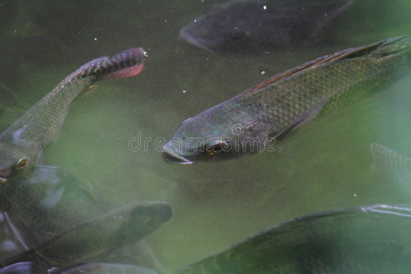 Fish stock image. Image of tilapia, colors, asia, marine - 38198253