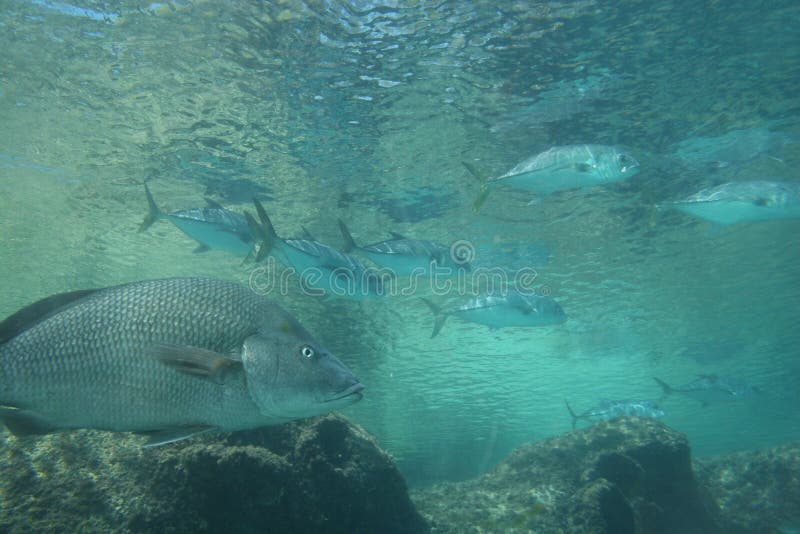 Nice beaches stock image. Image of lagoon, coastal, oceanic - 1141901
