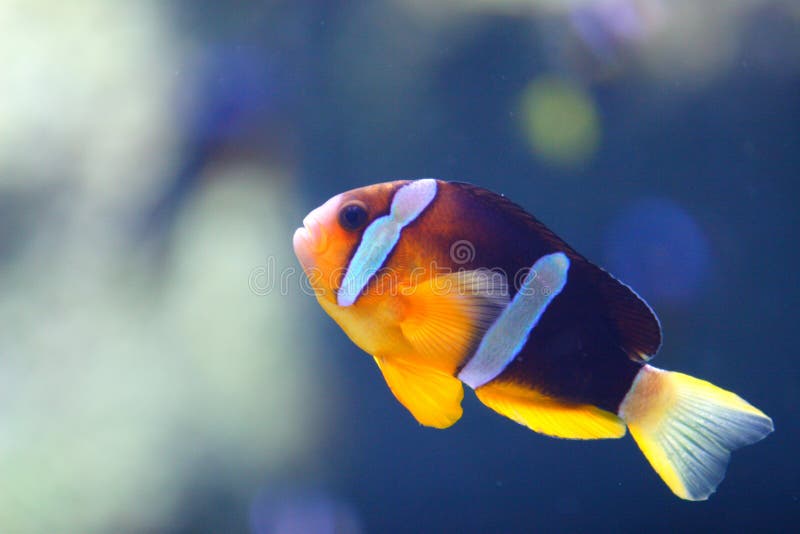 Crying newborn baby stock photo. Image of emotion, hungry - 3094900