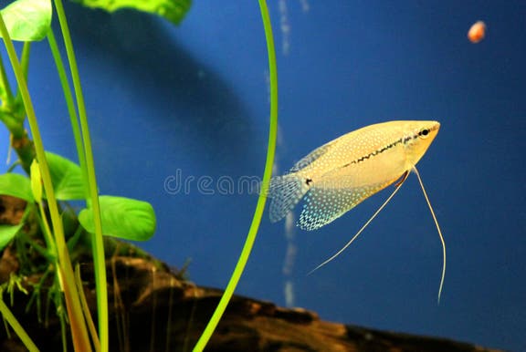Fish stock image. Image of black, fish, blue, aquarium - 48431159