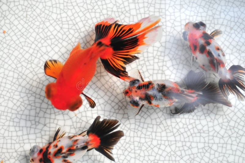 Gold fish#1 stock image. Image of caudal, gill, dorsal - 218919