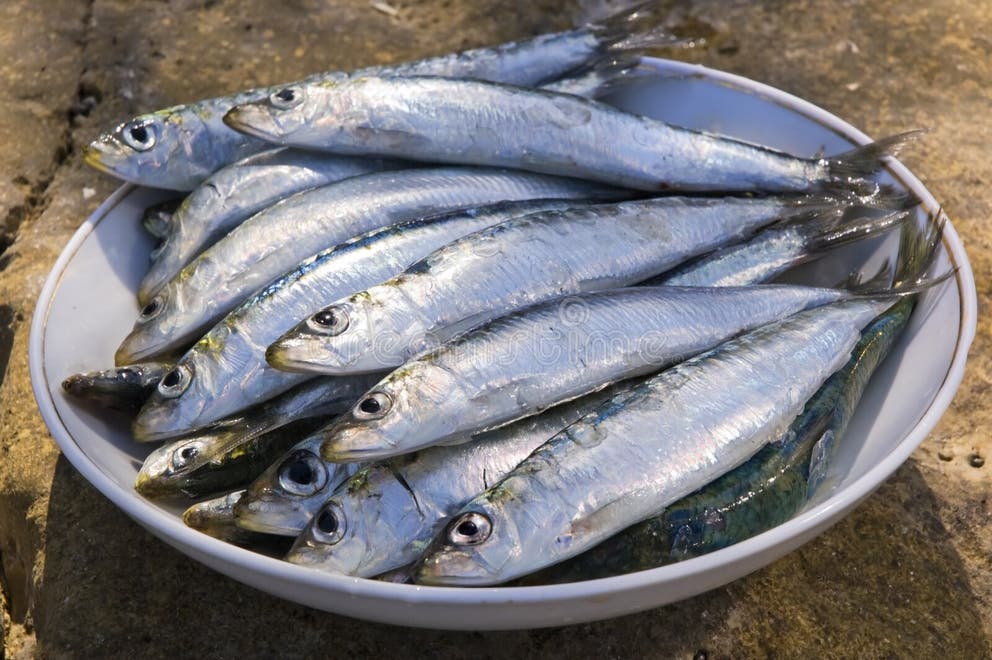 Fish stock image. Image of food, blue, anchovies, healthy - 5355135