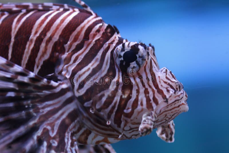 Plecostumus fish. stock photo. Image of silver, aquarium - 4369058