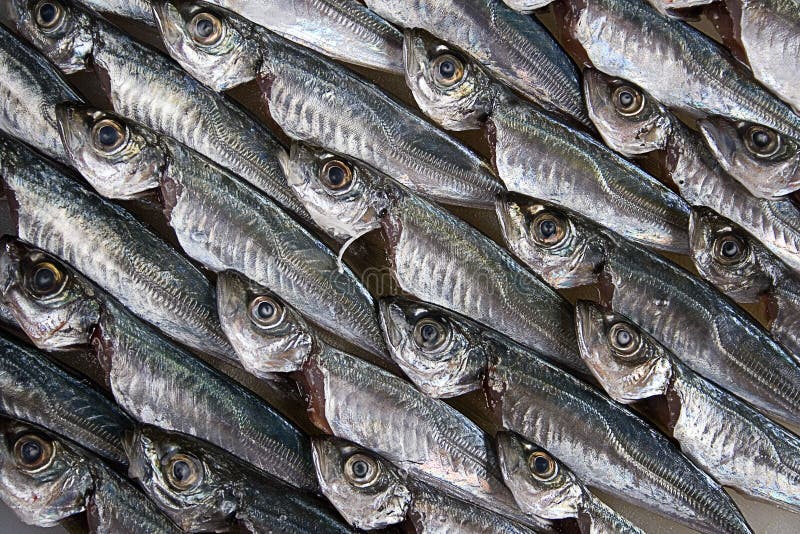Hake head stock image. Image of hake, mouth, fish, seafood - 6776561