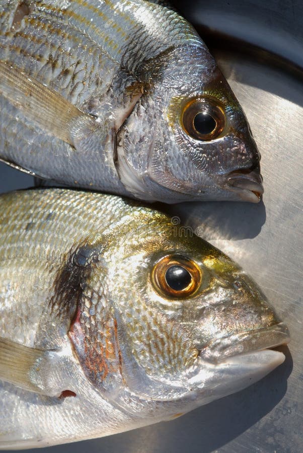 Big Bad Bluefish stock image. Image of chesapeake, bluefish - 40411