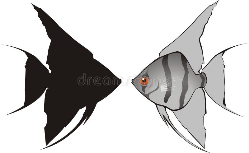 Rooster fish stock vector. Illustration of cockerel, isolated - 29844346