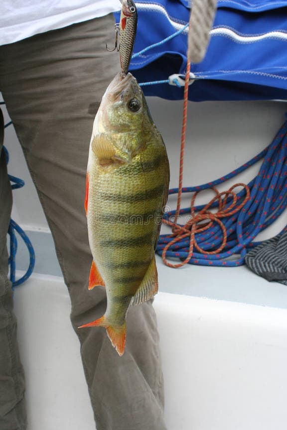 Fish stock photo. Image of fish, perch, boat, decoy, recreation - 718050