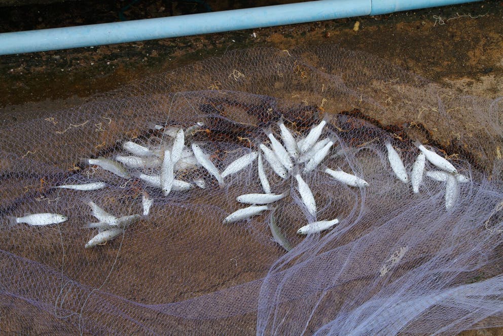 Fish stock image. Image of fishman, seaside, bridge, fish - 73202255