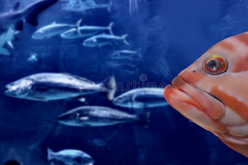 Fish stock photo. Image of strong, water, animal, marine - 7603318
