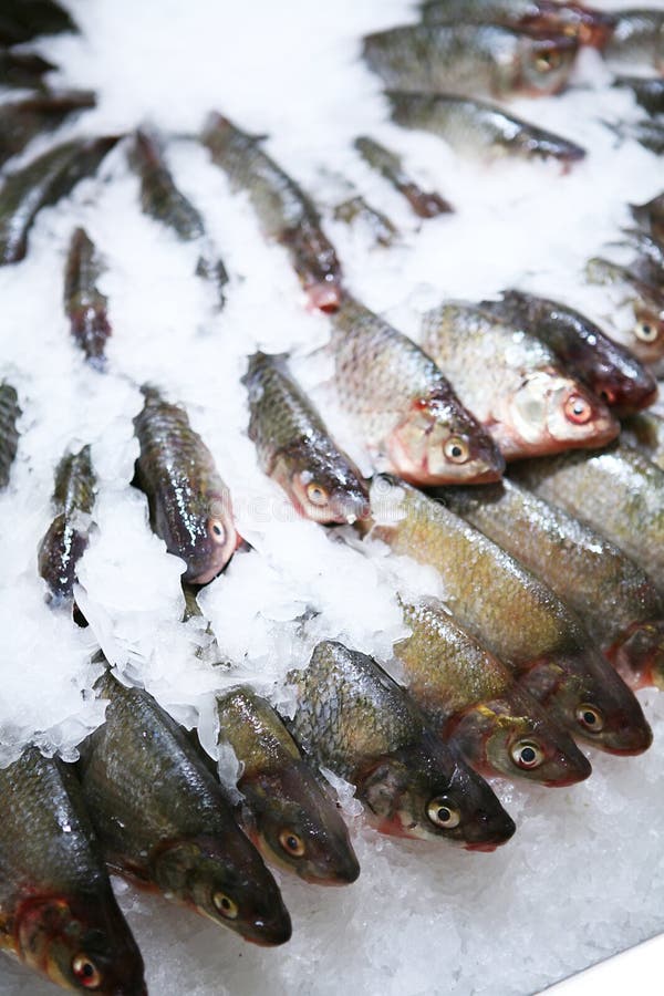Frozen Fish stock image. Image of iced, cold, diet, market - 14714327
