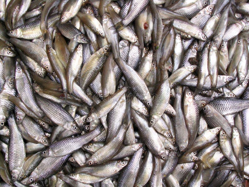 Slippery Fish Hanging On The Bottom Of The Ocean Stock Image - Image of ...