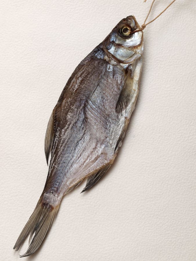 Fish bone stock image. Image of cooked, life, corpse, meat - 1691719