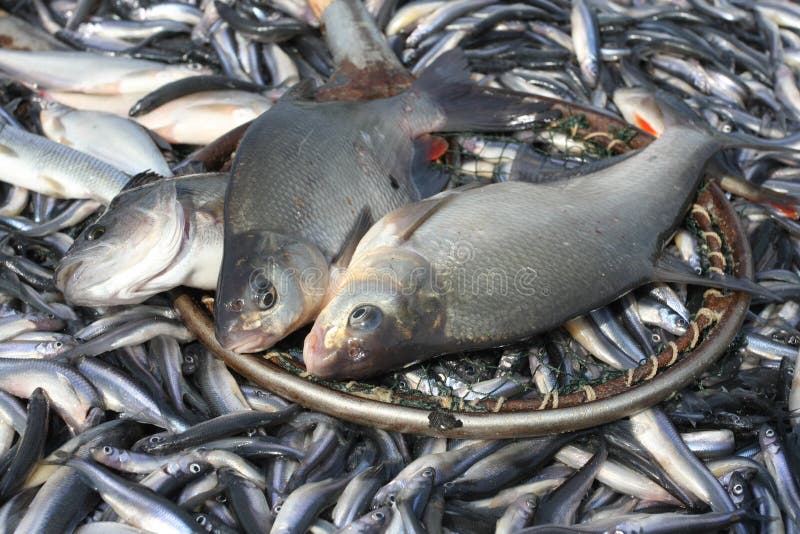 Fish stock image. Image of work, spawning, catch, waves - 9160879