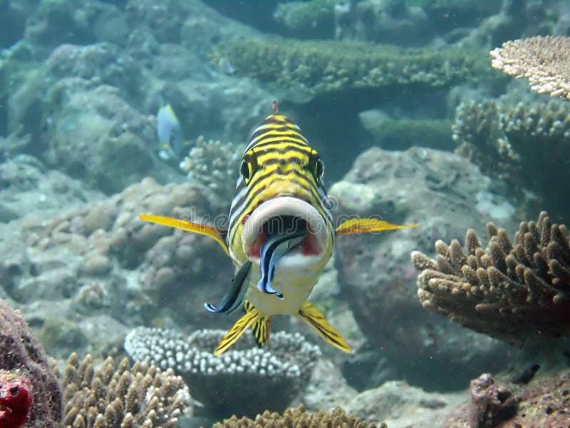 Fish stock image. Image of creature, fins, marine, extreme - 944633