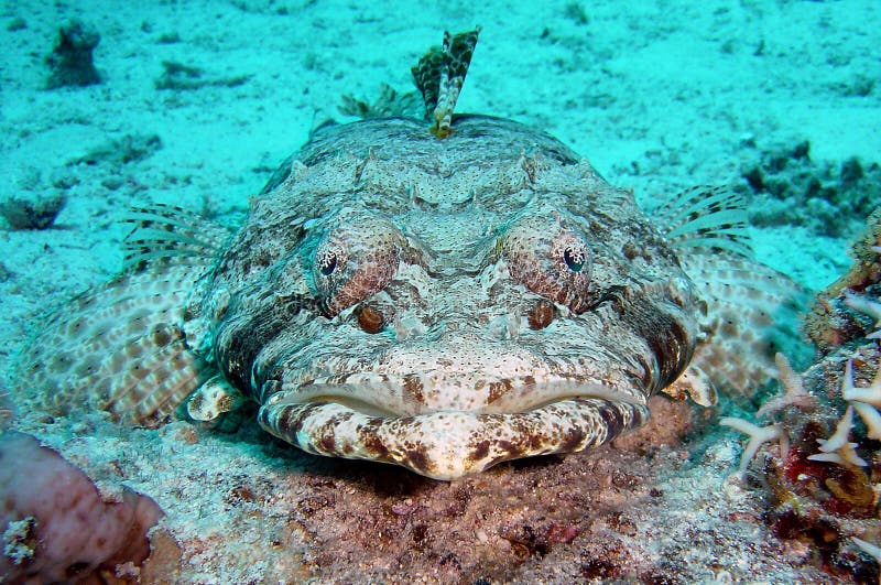 Dugong stock image. Image of ecosystem, seaweed, underwater - 21569963