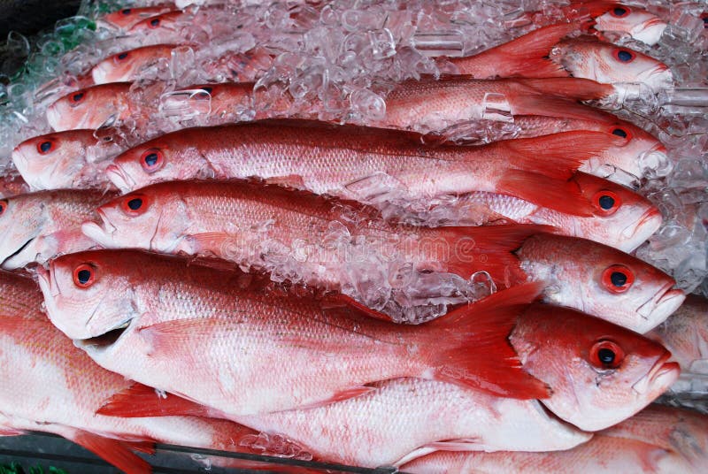 Small Red Mullet Fish, Sydney Fish Markets, Australia Stock Image ...