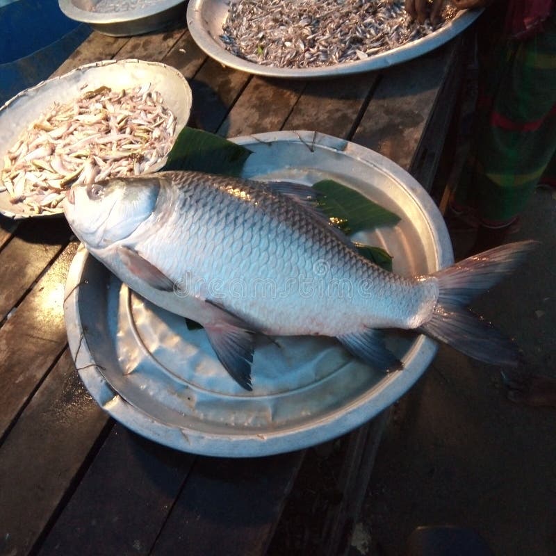 Katal Fish Stock Photos - Free & Royalty-Free Stock Photos from Dreamstime