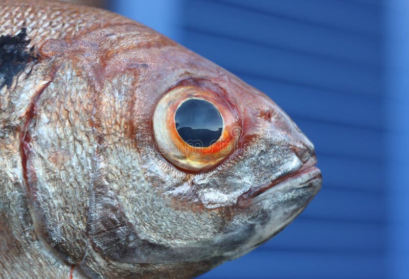 Big eye fish makro stock photo. Image of clear, black - 15332056
