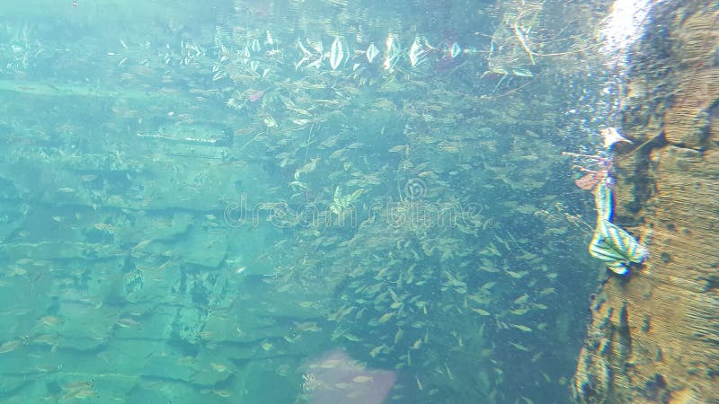 Fish stock photo. Image of dull, fish, ball, rocks, hundreds - 98593922