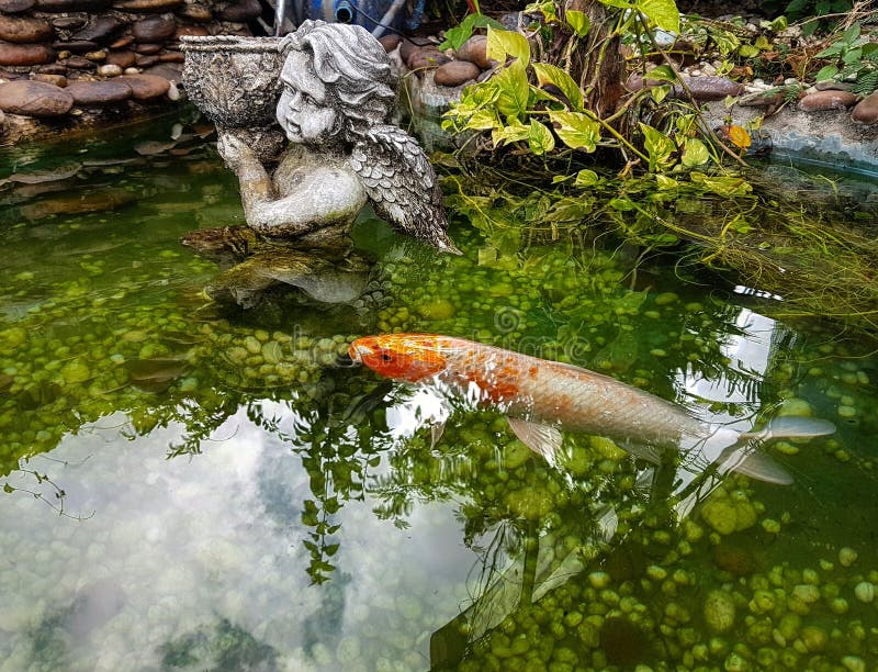 Fish stock image. Image of figure, fish, reflection, water - 99034563