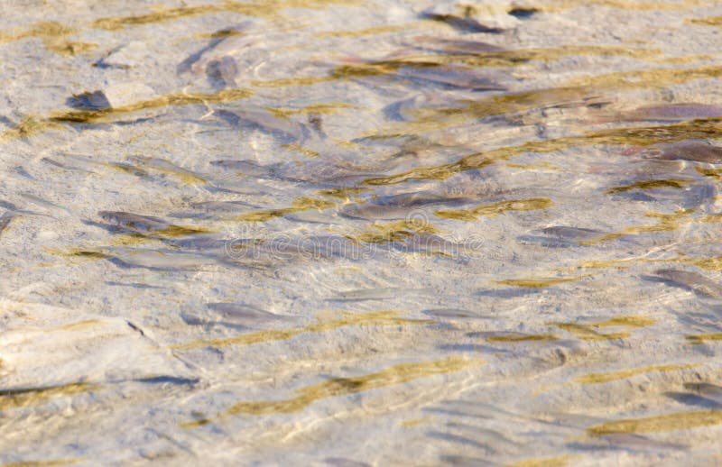 Fish Across Surface of Water in Nature Stock Image - Image of fish ...