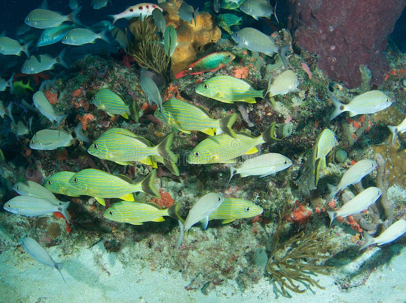 Fish Aggregation stock photo. Image of blue, gorgonian - 17063600