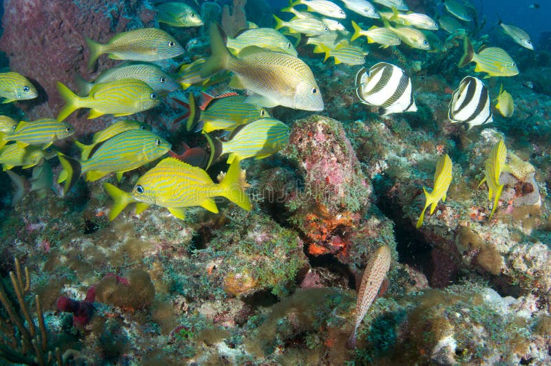 Fish Aggregation stock image. Image of hawksbill, elkhorn - 17072055