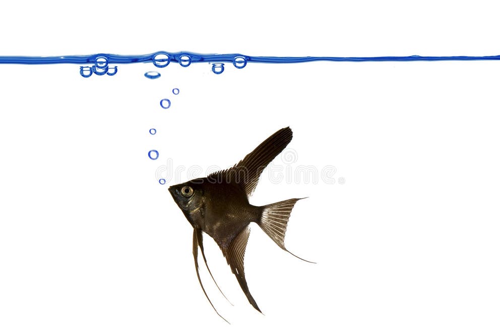 Fish and air bubbles. stock photo. Image of liquid, hobby - 3192236