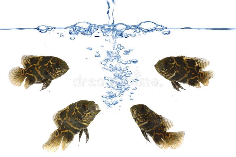 Fish and air bubbles stock photo. Image of background - 3207734