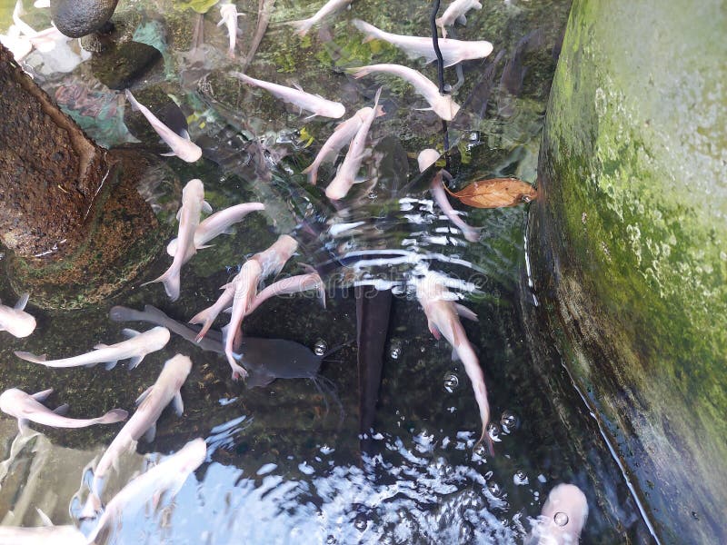 Fish Albino Lakes Farm Morning Stock Image - Image of stream, fish ...
