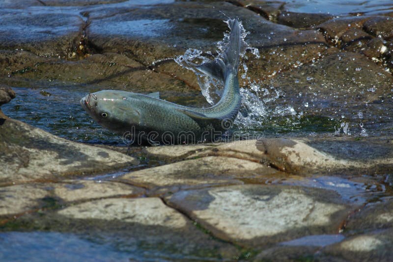 Fish Alive on Rocks stock image. Image of salmon, splash - 17679549