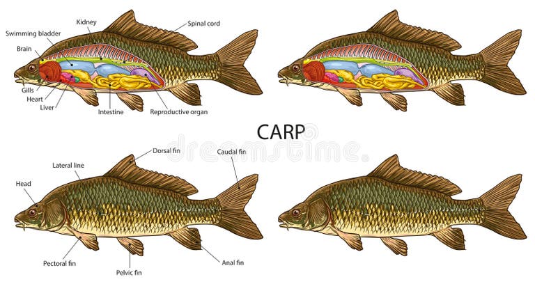 Basic Carp fish anatomy stock vector. Illustration of bones - 149365310