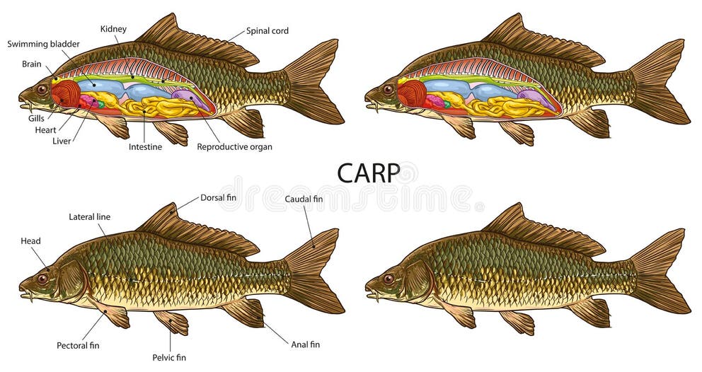Basic Carp fish anatomy stock vector. Illustration of bones - 149365310