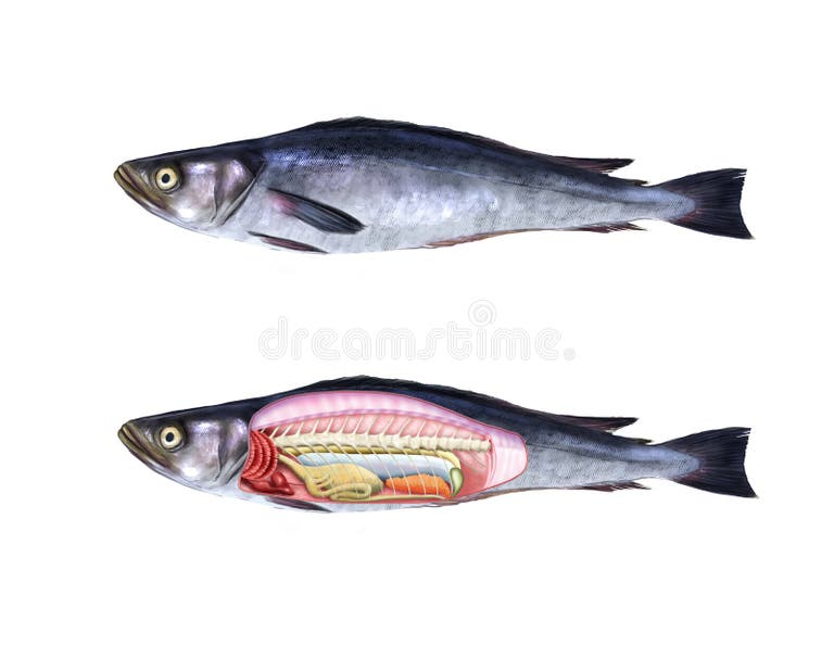 Fish Gills Anatomy Stock Illustrations – 84 Fish Gills Anatomy Stock ...