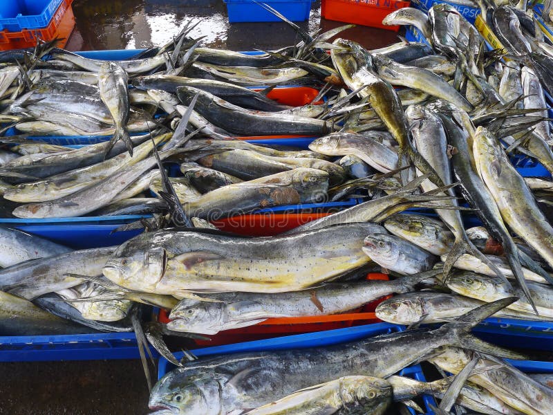 Fish in Ancon stock photo. Image of fish, ocean, horizontal - 63132866